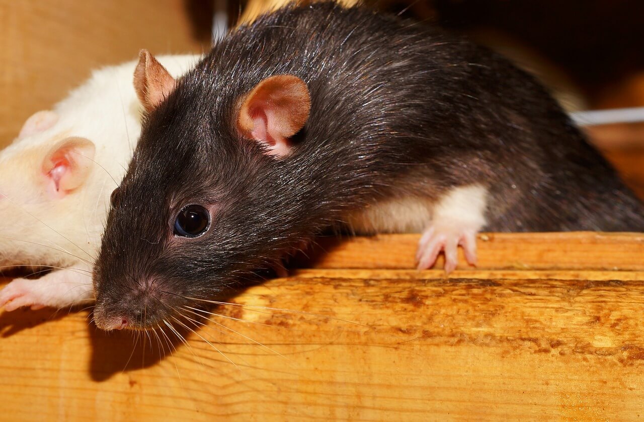 GDS Réunion - Rats - GDS Réunion
