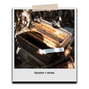 GDS Réunion - Apistan Strips - GDS Réunion