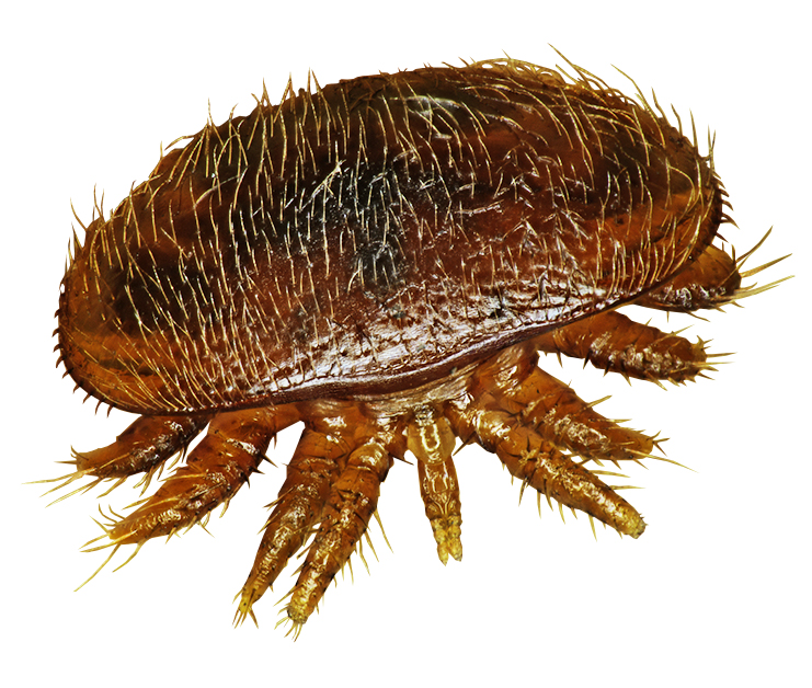 Tests et évaluations des médicaments contre Varroa destructor - GDS Réunion