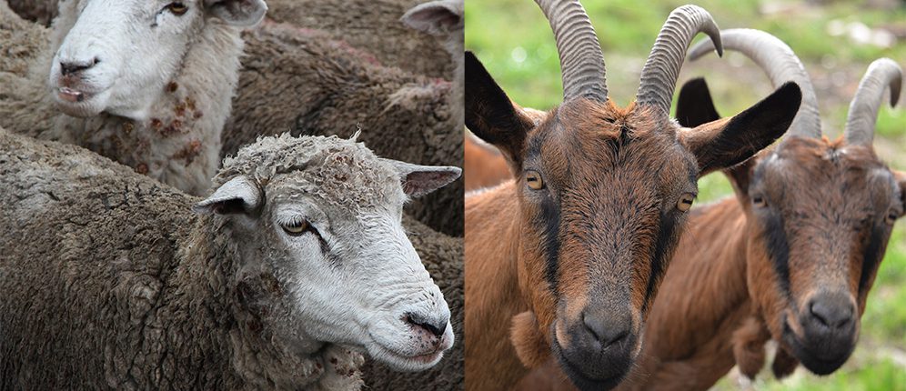 Fiches - Petit Ruminant - GDS Réunion