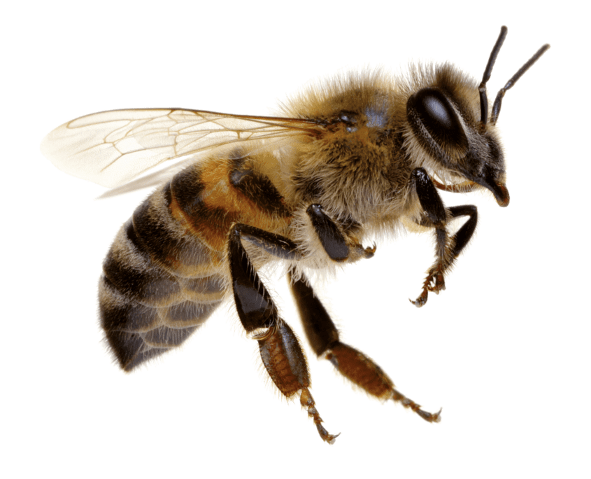 Surveillance Apicole - GDS Réunion